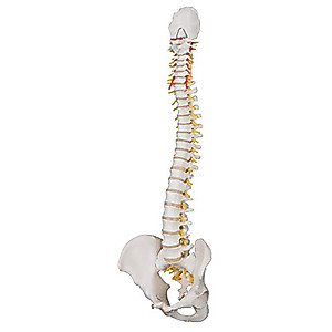 3B Scientific A58/1 Classic Flexible Spine male - 3B Smart Anatomy