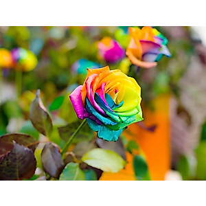 SeedCoast Rainbow Rose Seeds for Planting - Rare Rose Bushes Ready to Plant Outdoor Home Garden - Heirloom Perennial Climbing Rose Flower Bulk of 100 Seeds