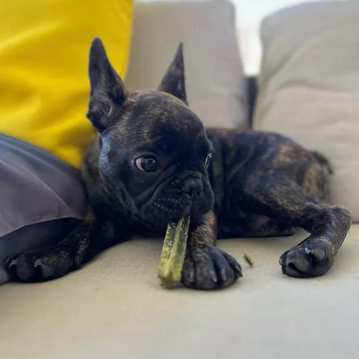 Pupford Freeze Dried Training Treats + Dental Chews Bundle for Dogs & Puppies (Chicken 4oz, Dental Chews 14 Count)