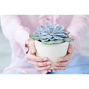 800pcs Mix Rare Succulent Seeds for Planting, DIY Bonsai Ornamental Plant, Non-GMO Open Pollinated Seeds