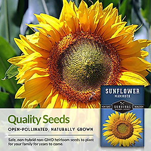 Survival Garden Seeds - Mammoth Sunflower Seed for Planting - Packet with Instructions to Plant and Grow Enormous Colorful Flowers in Your Home Flower or Vegetable Garden - Non-GMO Heirloom Variety