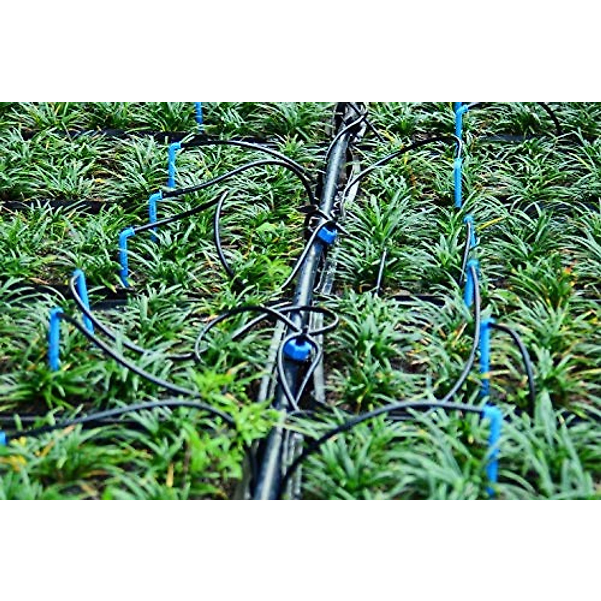 (100-PACK) - 6" Inch .5 GPH - Angled Drip Emitter Stake for Precise Watering & Irrigation, Greenhouse, Container Gardening, Home Garden, and Hydroponics Growing - for 1/8" Tubing (6" Inch Drip Stake)