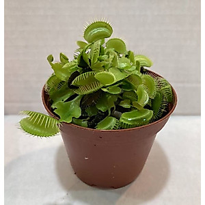 Venus Fly Trap (Dionaea muscipula) 3" Pot Live Plant