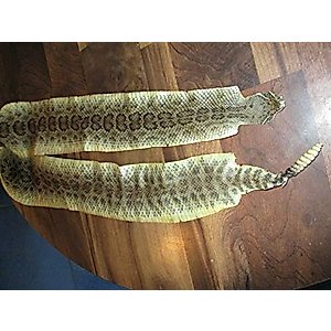 Rattlesnake Skin Prairie Rattler Hide Dry Tanned Bow Wrap Pen Blanks 44"