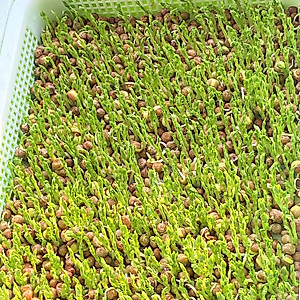 SDLDEER Seed Sprouting Tray, 10 Packs Microgreens Growing Trays Big Capacity Sprouts Growing Kit Soil-Free Sprouter Tray for Sprouting Seeds, Beans, Wheatgrass (without Lids)