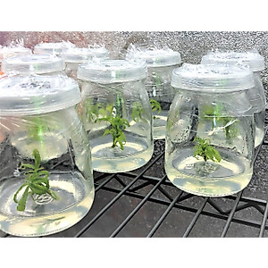 Cannabis Cloning Tissue Culture Media Pre Mixed - Ready to Use