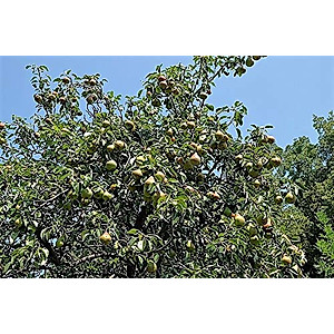 European Pear Tree Pyrus Communis Fruit Seeds - White Flowers / Green Fruit rasa1ca (25 Seeds)