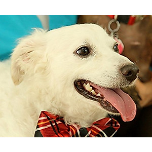 Dr. Baker's Canine System Saver