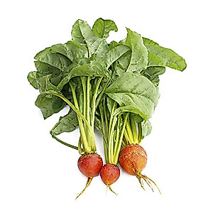 Golden Detroit Beet Seeds for Planting, 100+ Heirloom Seeds Per Packet, (Isla's Garden Seeds), Non GMO Seeds, Botanical Name: Beta vulgaris, Great Home Garden Gift