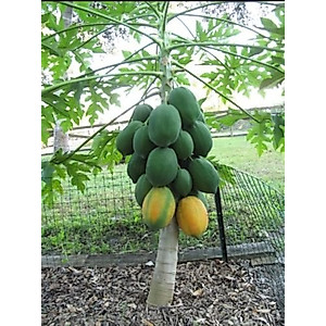 10+ Very Fresh Rare! Dwarf Waimanalo Papaya! Tropical Fruit Tree Seeds Plant