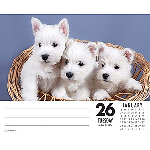 Just Westies 2021 Box Calendar (Dog Breed Calendar)