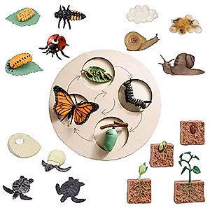 21 PCS Life Cycle Figurines of Butterfly Ladybug Snail Turtle Plant with Wooden Board, Realistic Animal Growth Cycle Figures, Education Learning Growth Stage Model Biology Science Kit Toy for Kids