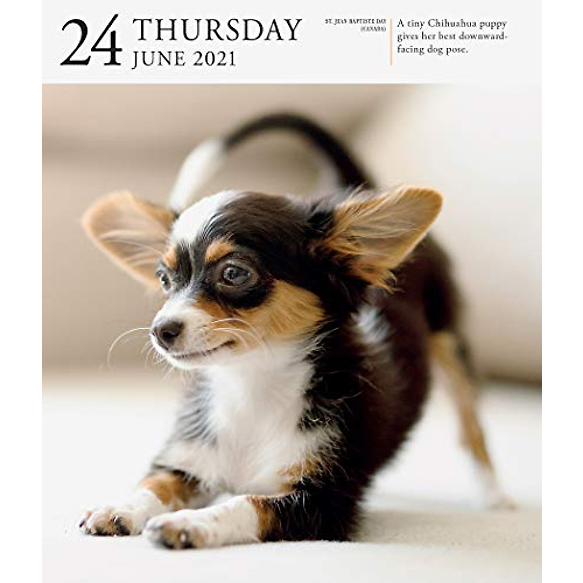 Dog Page-A-Day Gallery Calendar 2021