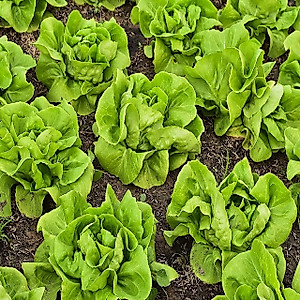 Lettuce Seeds for Planting - Plant & Grow Buttercrunch Lettuce Indoor/Outdoor Hydroponic Home Vegetable Gardens - 500 Heirloom Non GMO Seeds per Packet with Instructions, 1 Packet