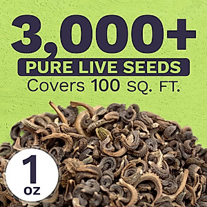 Calendula ‘Pacific Beauty Mix’ – Extra Large Packet – Over 3,000 Open Pollinated Non-GMO Wildflower Seeds – Calendula officinalis