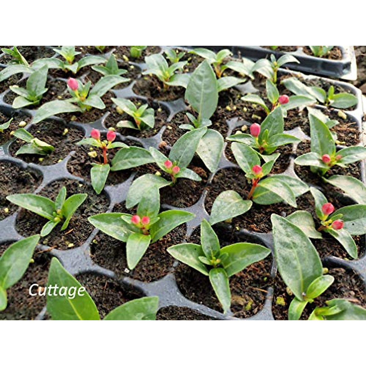 Gardzen 5-Set Garden Propagator Set, Seed Tray Kits with 200-Cell, Seed Starter Tray with Dome and Base 15" x 9" (40-Cell Per Tray)