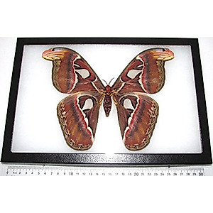 BicBugs Attacus Atlas Moth Female Real Framed Indonesia 12IN X 8IN Frame!