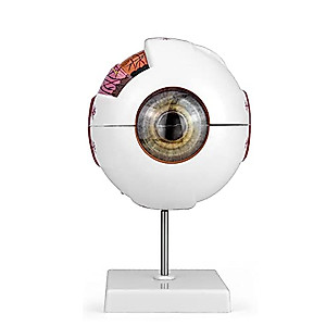 QWORK 6X Enlarged Human Eye Anatomy Model, Magnified Eyeball Model with Detachable Bracket, Anatomically Accurate Science Education Display Medical Teaching Education Human Eye Anatomical Model