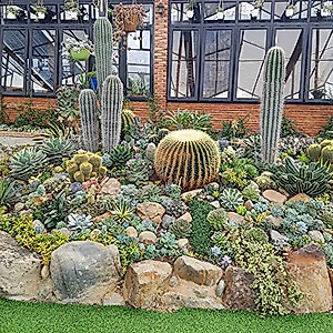 SUCCULENTS BOX | Unique Collection of Live Cactus Plants, Golden Barrel Cactus (2'' + Clay Pot), Hand Selected, Rare Varieties for Gift or Home Decoration