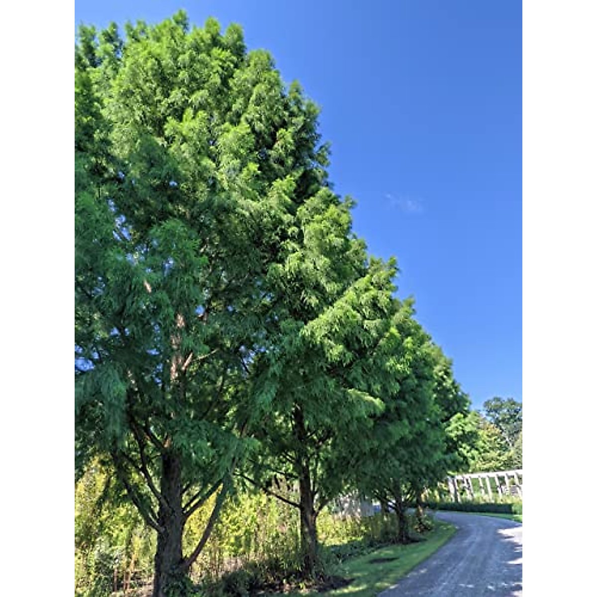 Bald Cypress | 10 Live Trees | Taxodium Distichum | Fast Growing Shade Tree Wet Tolerant