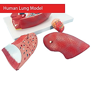 Veipho Human Lung Model, Respiratory System Model with 51 Parts Indication Signs, 7 Removable Parts Life Size Lung Model, Lung Anatomical Model for Study, Includes Heart and Throat & Base and Chart