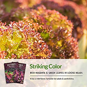 Survival Garden Seeds - Lolla Rosa Lettuce Seed for Planting - Packet with Instructions to Plant and Grow Red and Green Leaved Lettuce in Your Home Vegetable Garden - Non-GMO Heirloom Variety