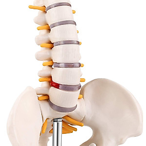 Mini Spine Anatomy Model, Human Spine Model, with Spinal Disc Pelvis Model, Perfect for Learning and Teaching(1/2 Life Size)