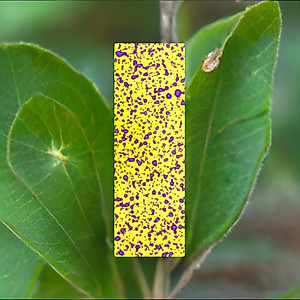 SpotOn Water Sensitive Paper (WSP) for Sprayer Calibration - One Pack of 1"x3" Paper - 50 Sheets Per Pack - Reduce Waste and Ensure Consistent Application of Spray Droplets - Assess Spray Coverage