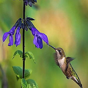 Catmint Seeds- 'Blue Wonder'-(Nepeta Mussinii)-Compact, Heat Tolerant,Perennial,Hardy,Excellent Groundcover! 25 Seeds-QAUZUY GARDEN