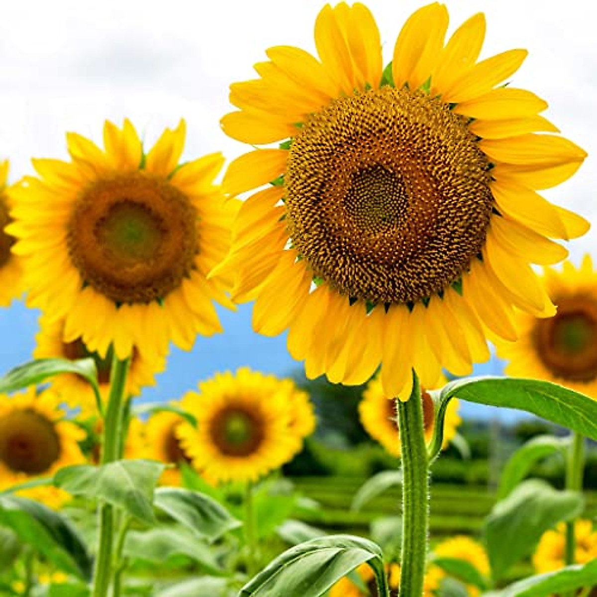 Sunflower Seeds - Black Oil Microgreen - 5 Pounds - Yellow Flower Seeds, Open Pollinated Seed Attracts Bees, Attracts Butterflies, Attracts Hummingbirds, Attracts Pollinators