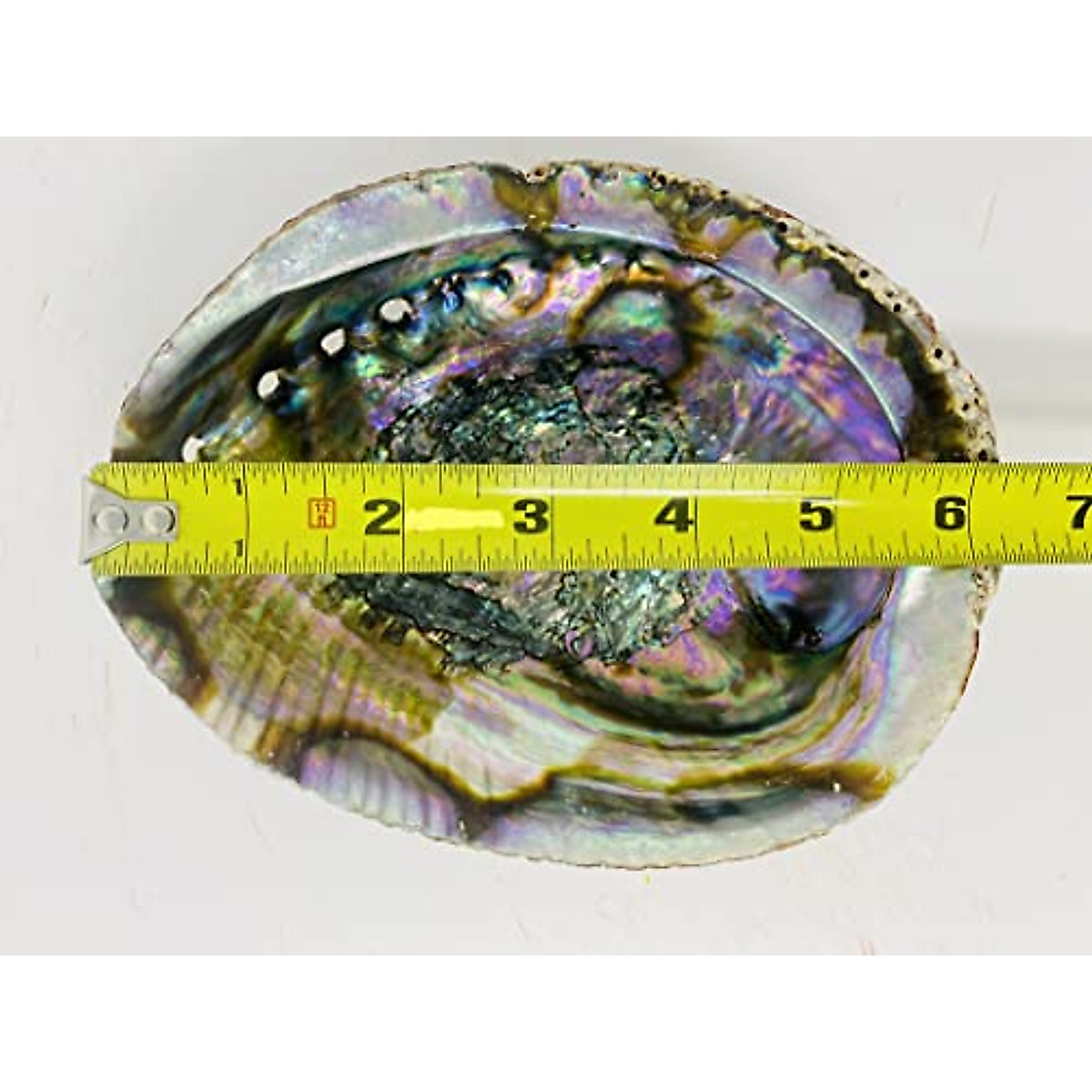 Bholi Sage Plus Sage Smudge Kit Abalone Shell Bowl 6-7 Inches Used for Burning Sage, Home Decor or Accent Piece