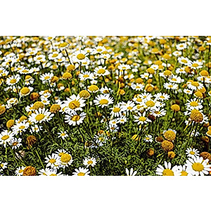 "Common German Chamomile" Flower/Herb Seeds for Planting, 1000+ Seeds Per Packet, (Isla's Garden Seeds), Non GMO & Heirloom Seeds, Botanical Name: Matricaria chamomilla, Great Herb Garden Gift