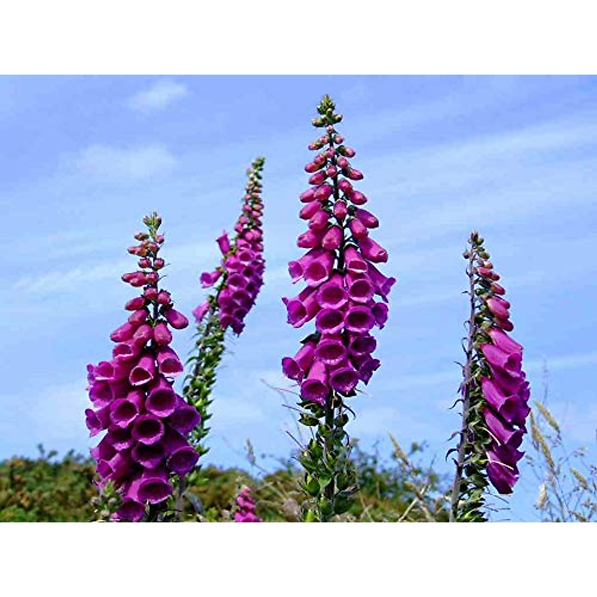 8,000 Foxglove Mix Seeds (Digitalis Purpurea) - by Seeds2Go