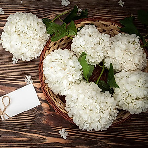 Old Fashion Snowball Viburnum Plant Live, Japanese Viburnum Shrub from 6 to 12 Inc Tall 4 Inc Pot