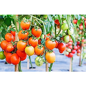 ECOgardener Premium 5oz Pro Garden Weed Barrier Landscape Fabric Durable & Heavy-Duty Weed Block Gardening Mat, Easy Setup & Superior Weed Control, Eco-Friendly & Convenient Design, 3ft x 100ft