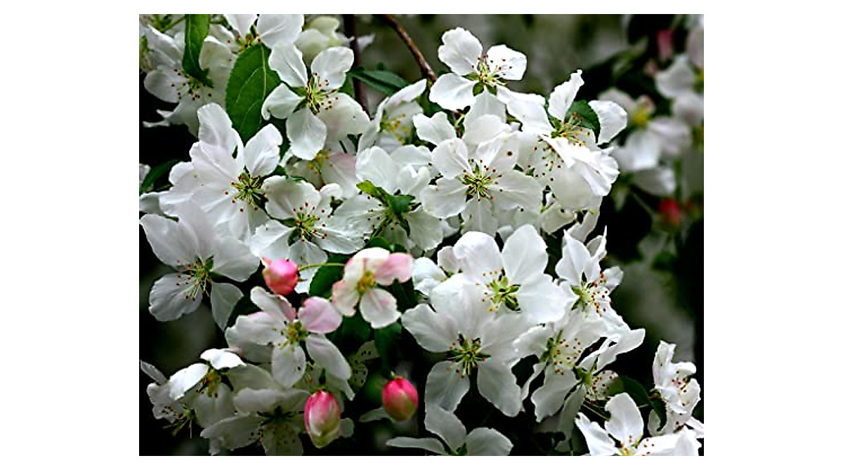 Crabapple Tree Live Plant 1.5-2.5 Ft with White Flowers & Fruits