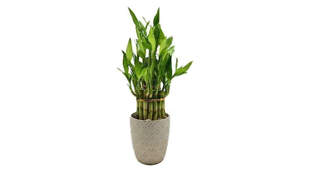 Lucky Bamboo Soil Mix - 4Q Naturally Good for Thriving Plants