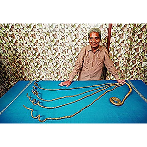 Guinness World Records 2019