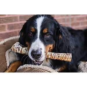 Top Dog Chews – 12” Beef Trachea Dog Chews 7 Pack, American, All Natural, Single Ingredient Dog Treat, Promotes Joint, Hip & Dental Health, High in Protein for Medium & Large Dogs