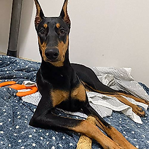 Pet Full House WoofWood Dog chew Sticks, Safe, Natural & Healthy chew Toys, Real Coffee Wood, Long Lasting, Durable chewable Stick and Toy, Aggressive chewers for Dogs, Dog chew Bones (Medium)