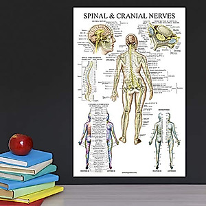 Palace Learning 3 Pack - Muscle + Skeleton + Spinal Nerves Anatomy Poster Set - Muscular and Skeletal System Anatomical Charts - Laminated 18" x 24"