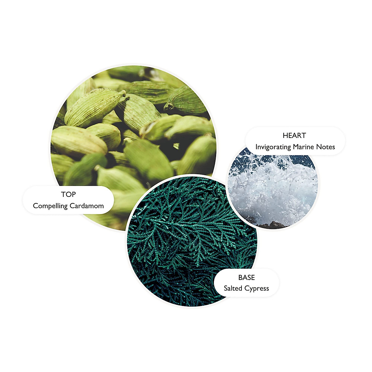 Molton Brown Coastal Cypress & Sea Fennel Hand Lotion , 10 Oz (Pack of 1)