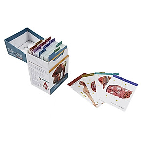 Anatomy Flash Cards (Barron's Test Prep)