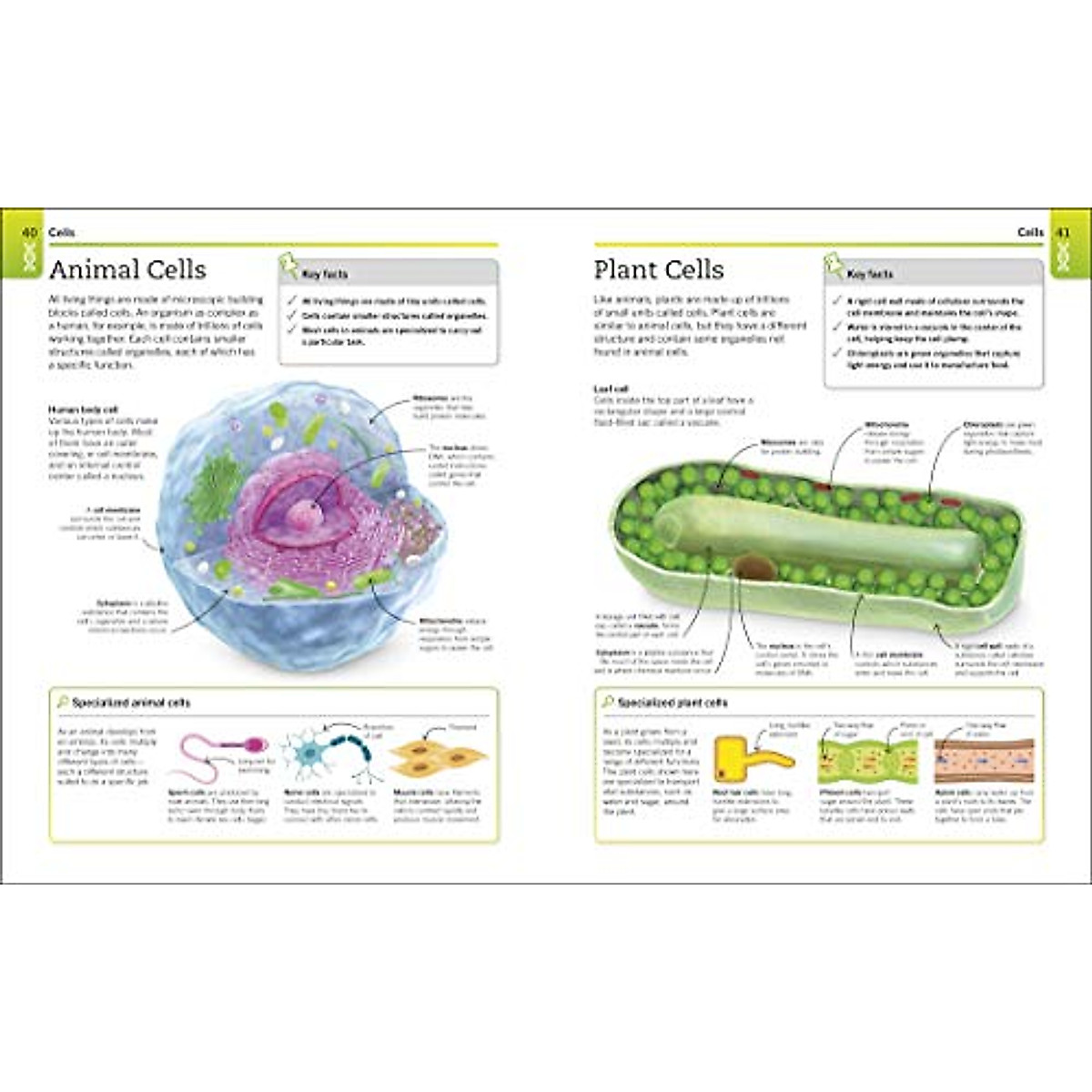Super Simple Biology: The Ultimate Bitesize Study Guide (DK Super Simple)