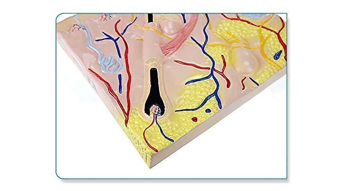 Human Skin Structure Model for Medical Students