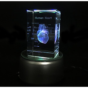 3D Human Heart Anatomical Model Paperweight(Laser Etched) in Crystal Glass Cube Science Gift (No Included LED Base)(3.1x2x2 inch)