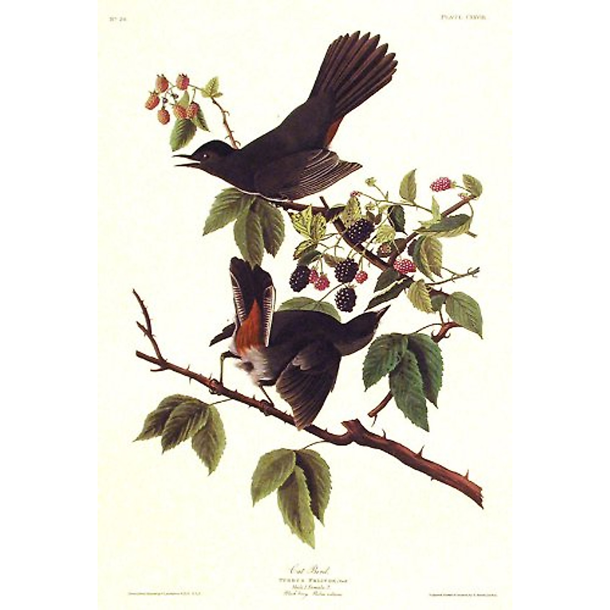 Cat Bird. From"The Birds of America" (Amsterdam Edition)