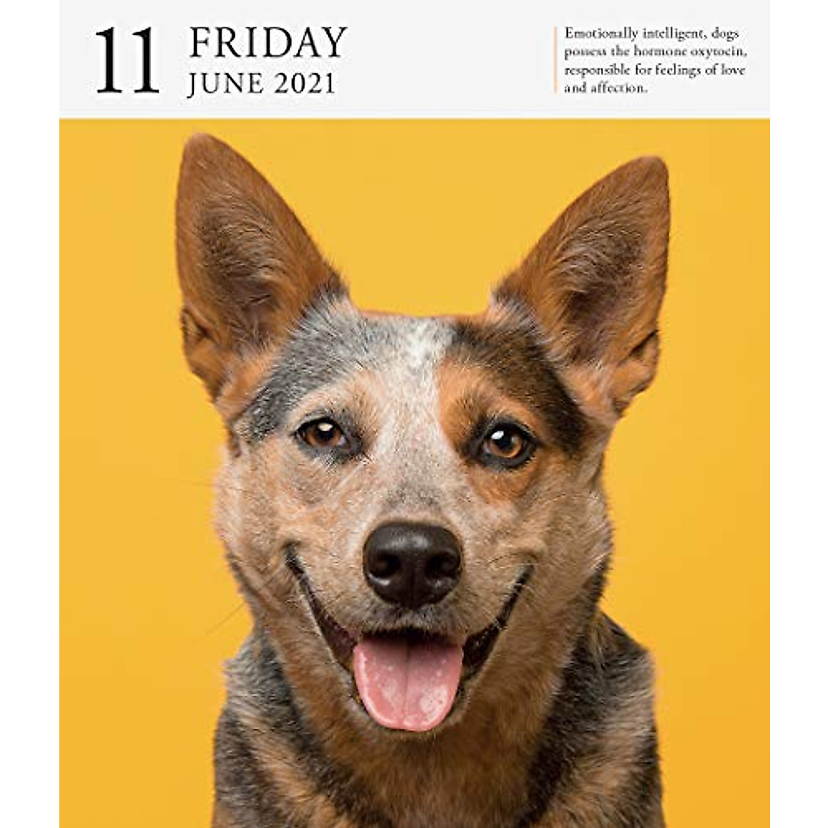 Dog Page-A-Day Gallery Calendar 2021