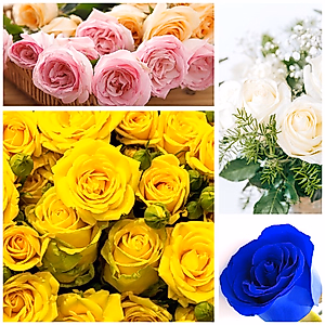 300+ Mix Rare Rose Seeds Multicolored Flower Non-GMO Heirloom Garden Home for Planting to Grow (White Blue Pink Purple)