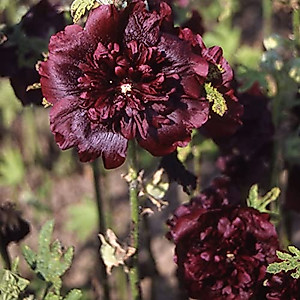 Outsidepride Perennial Alcea Rosea Chaters Double Maroon Hollyhock Garden Flower Climbing Vine Plants - 100 Seeds